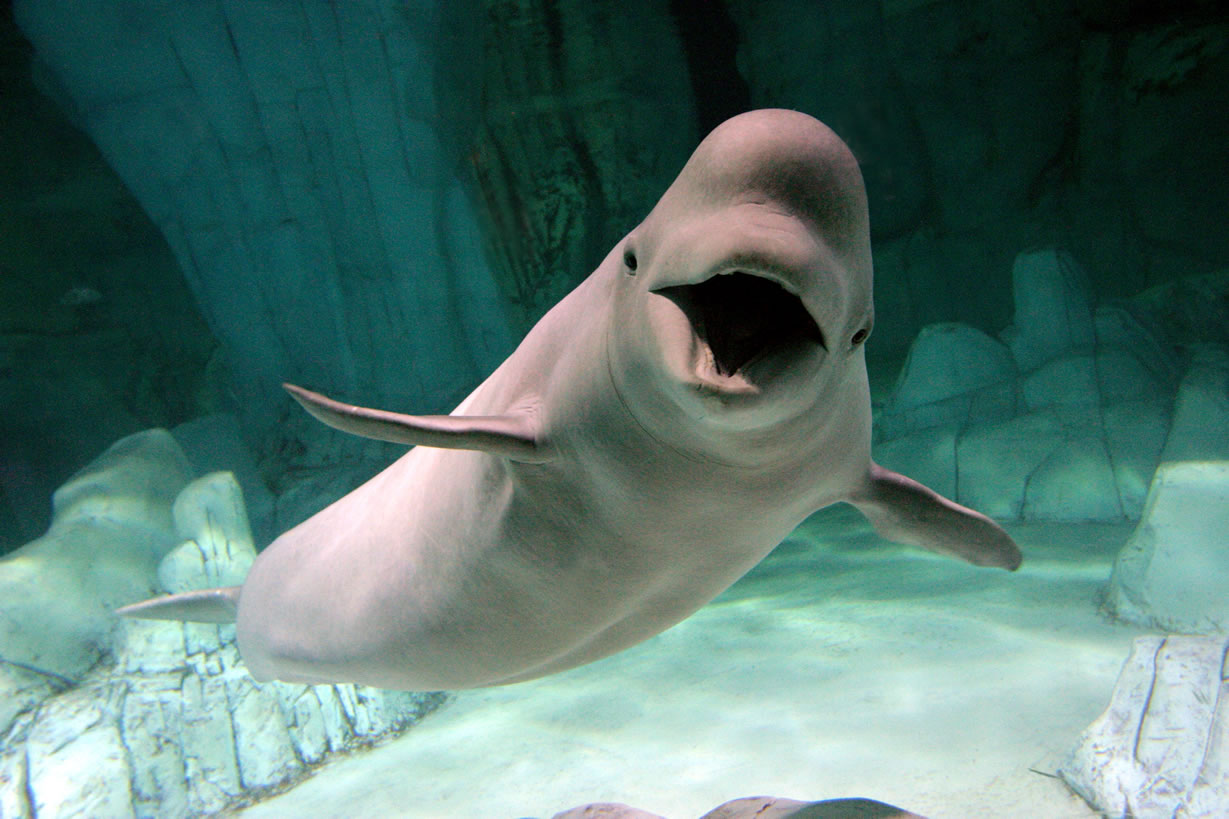 The Beluga at emaze Presentation