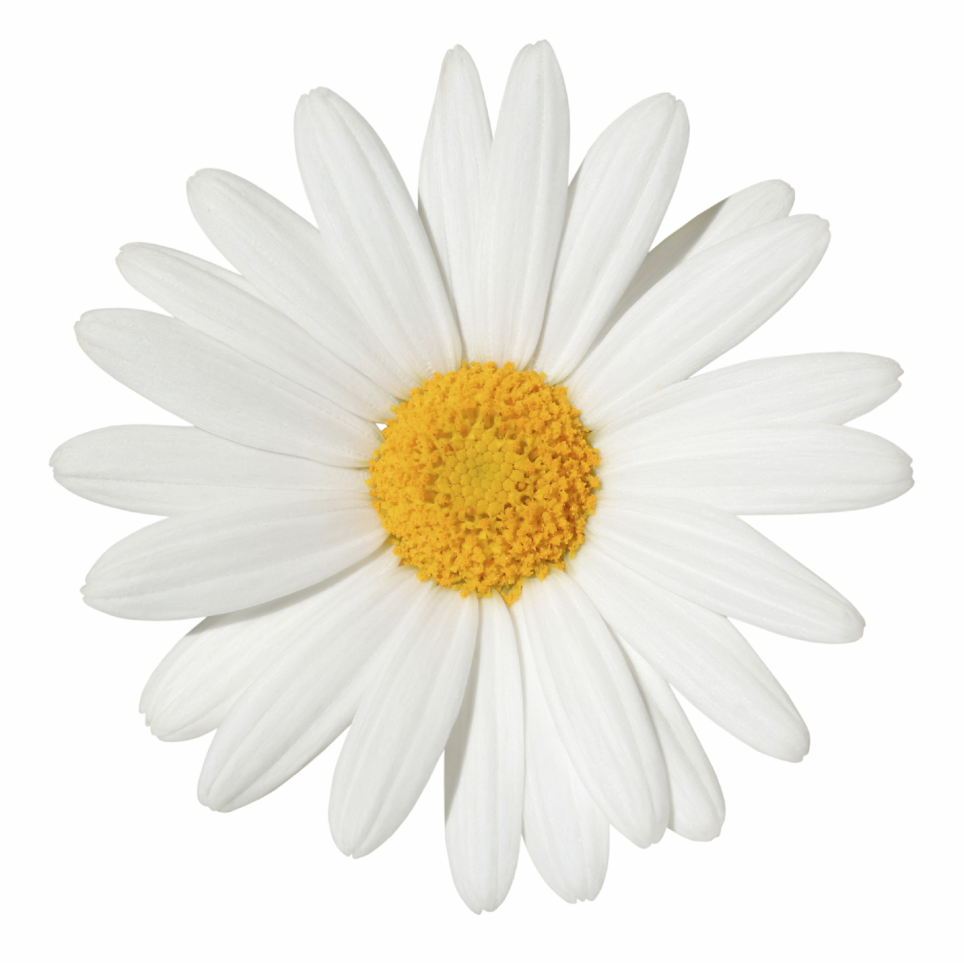 Daisy - Imagui